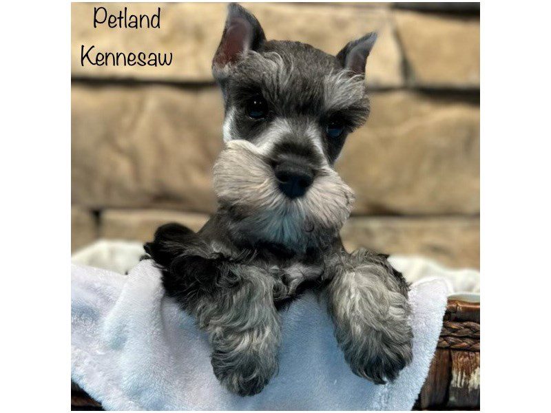 Miniature Schnauzer-DOG-Male-LIVER TAN-2699976-Petland Kennesaw