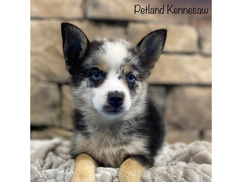 Pomsky-DOG-Male-Black-2090280-Petland Kennesaw