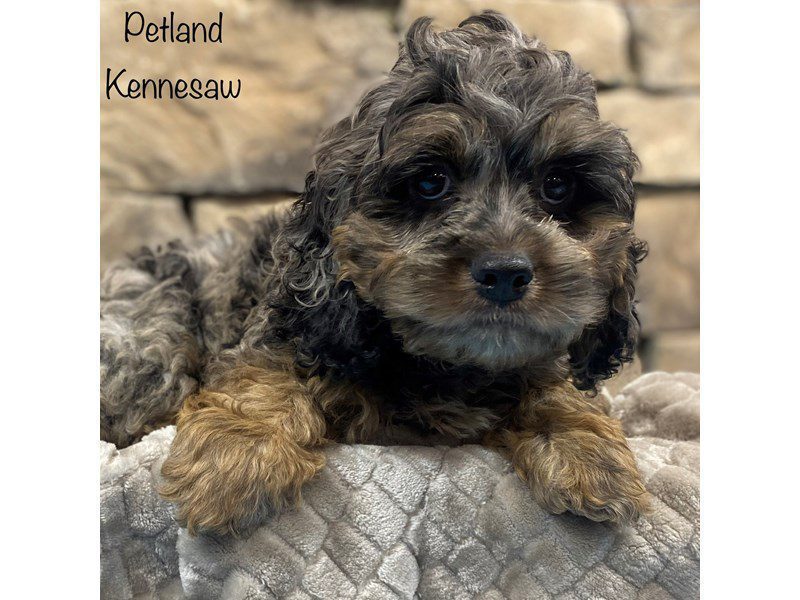 Cockapoo-DOG-Male-Blue Merle-3759206-Petland Kennesaw