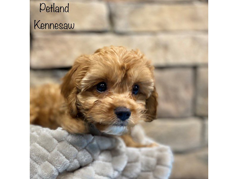 Cavapoo-DOG-Male-Red-2115646-Petland Kennesaw