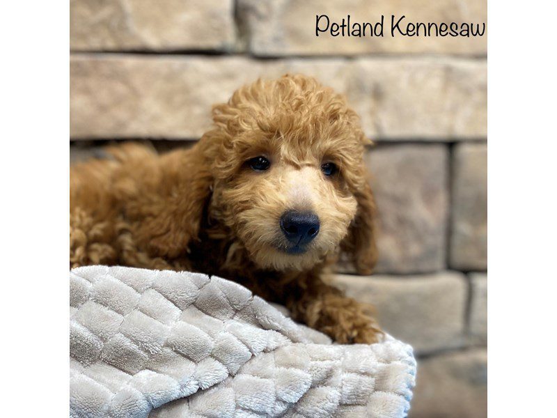 Miniature Goldendoodle 2nd Gen-DOG-Male-Red-2314169-Petland Kennesaw