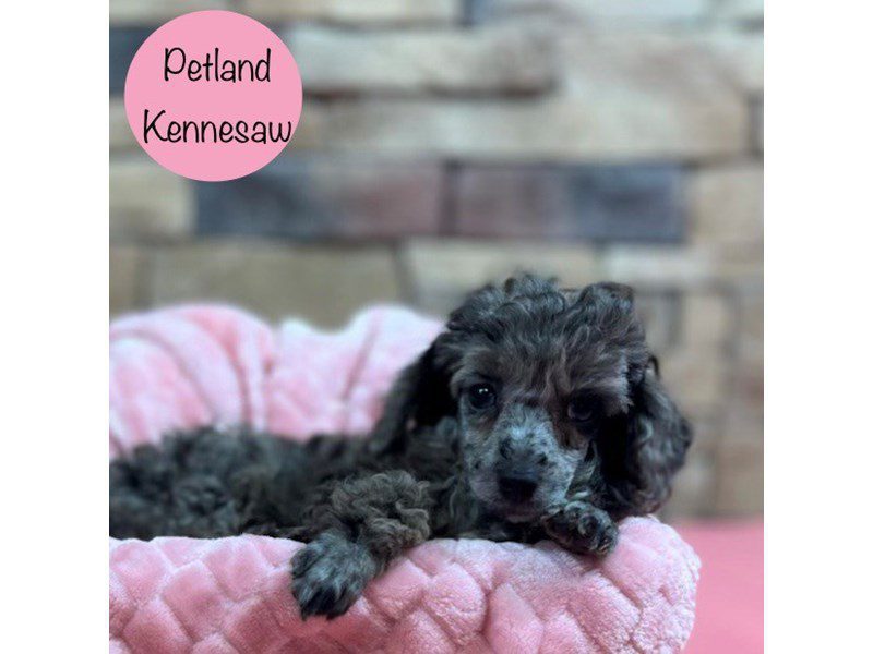 Miniature Poodle-DOG-Female-Blue Merle-3778717-Petland Kennesaw