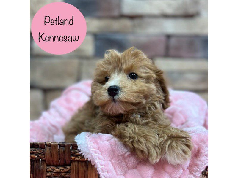 Schnoodle-DOG-Female-Red-3777692-Petland Kennesaw
