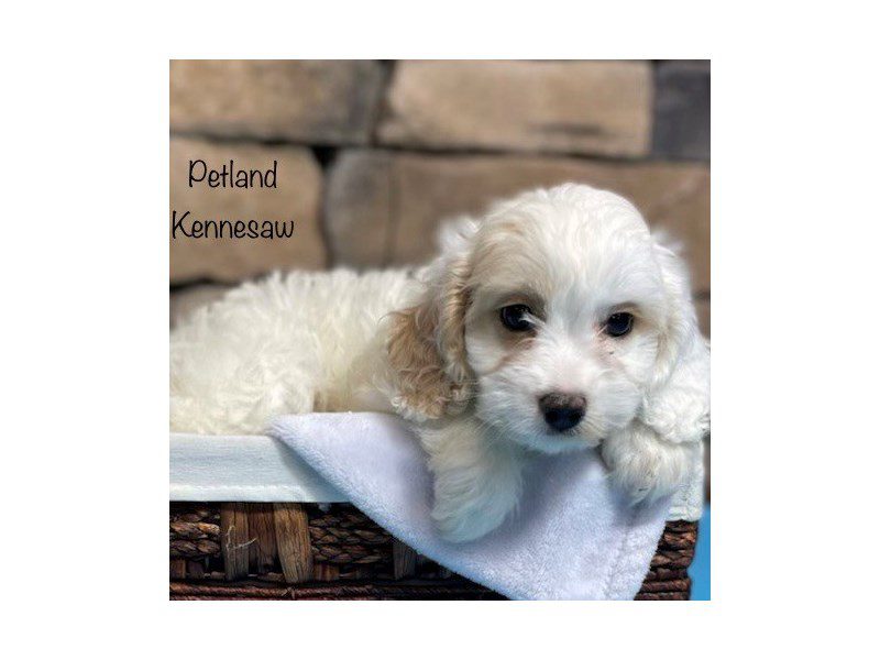 Cavapoo-DOG-Male-Ruby-3815154-Petland Kennesaw