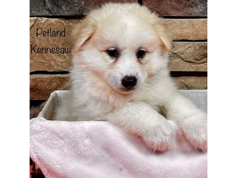 Huskimo-DOG-Female-Silver / White-3734204-Petland Kennesaw