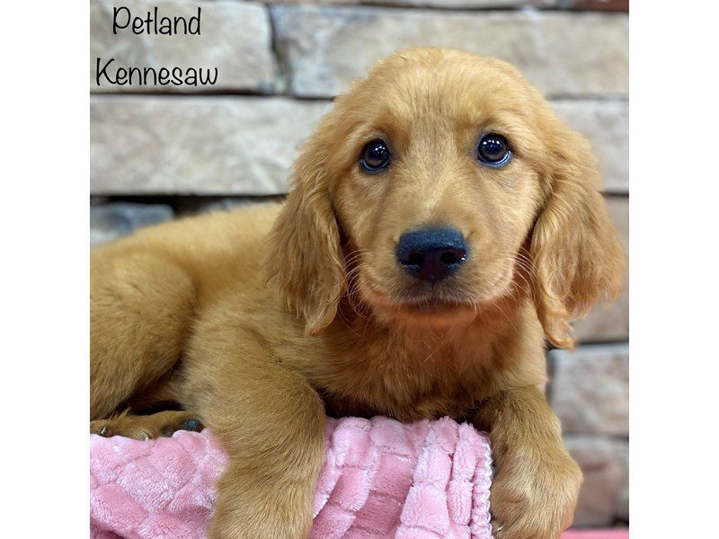 Golden Retriever-DOG-Female-Red-3769002-Petland Kennesaw