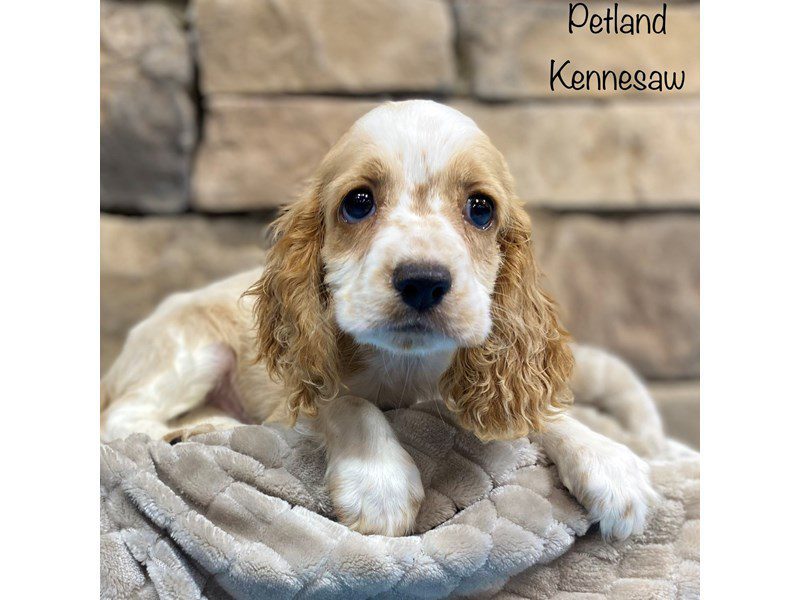 Cocker Spaniel-DOG-Male-Buff / White-3768908-Petland Kennesaw