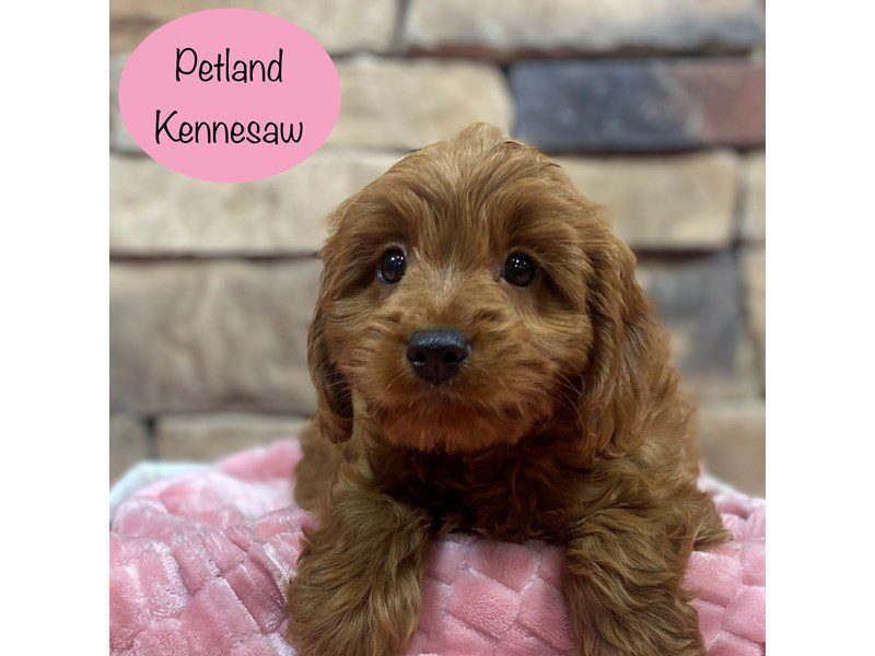 Cavapoo-DOG-Female-Red-3632869-Petland Kennesaw
