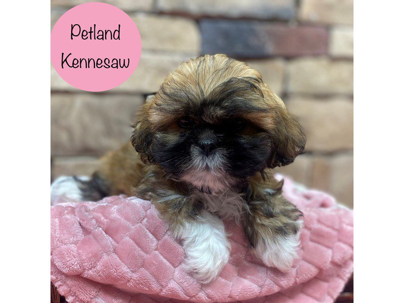 Lhasa Apso-DOG-Male-Brown / White-3698226-Petland Kennesaw