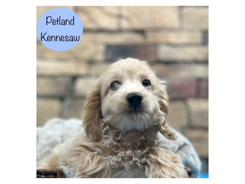 Cockapoo-DOG-Male-Blue Merle-3759206-Petland Kennesaw