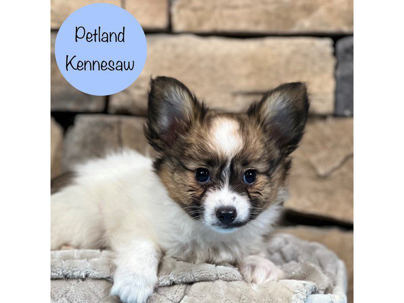 Papillon-DOG-Male-Sable / White-3806402-Petland Kennesaw