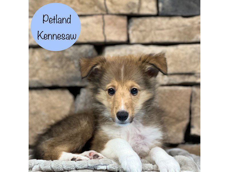 Shetland Sheepdog-DOG-Male-Sable / White-3803885-Petland Kennesaw